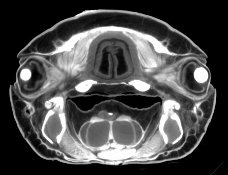 DiceCT & Scanning at SAHMRI – Dr Alice Clement