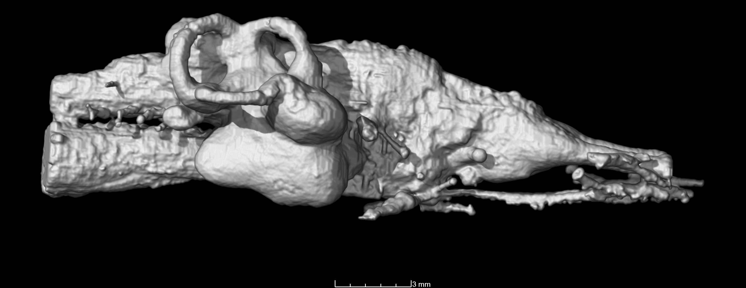 10 years of Rhinodipterus – Dr Alice Clement