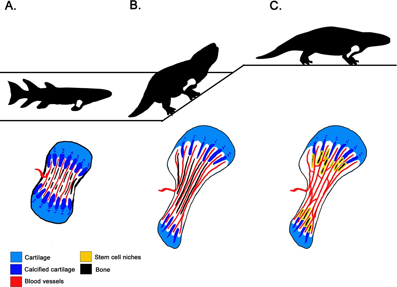New paper on fossil limb bones and bone marrow – Dr Alice Clement