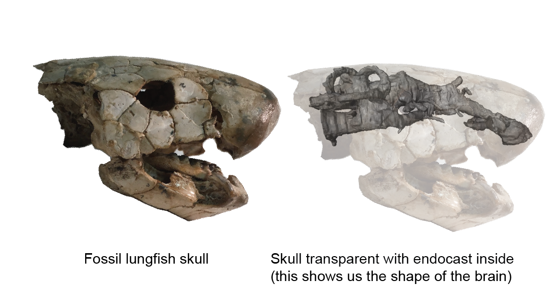 Fossil lungfish “brains” in eLife – Dr Alice Clement